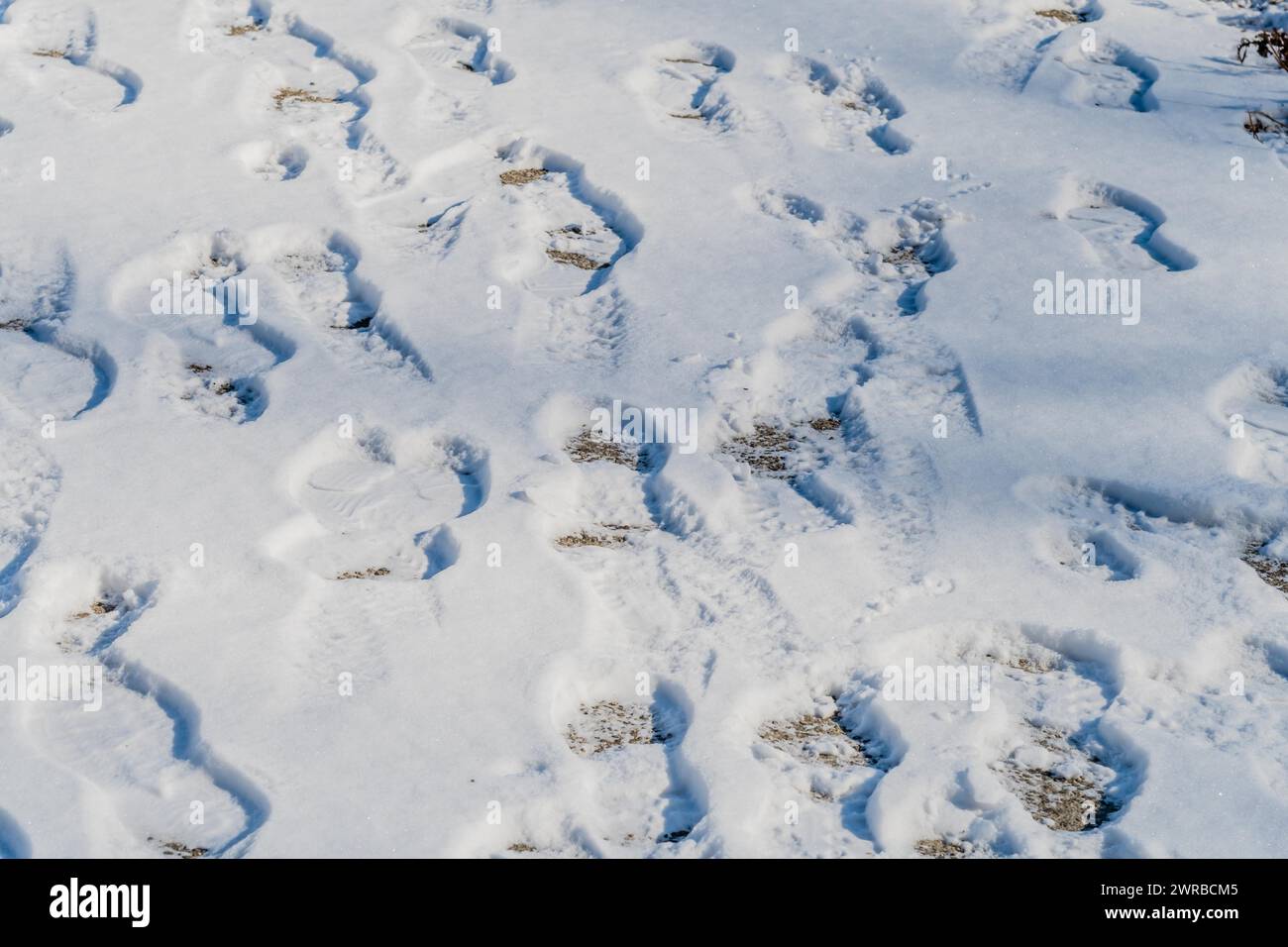 Multiple sets of footprints crisscrossing in the snow, creating an ...