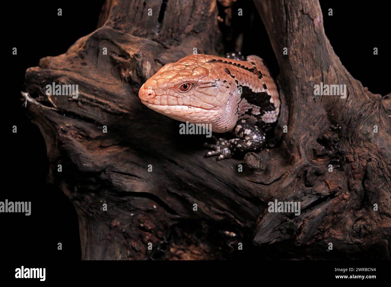 Indonesian blue-tongued skink (Tiliqua gigas), adult, captive, Indonesia Stock Photo - Alamy
