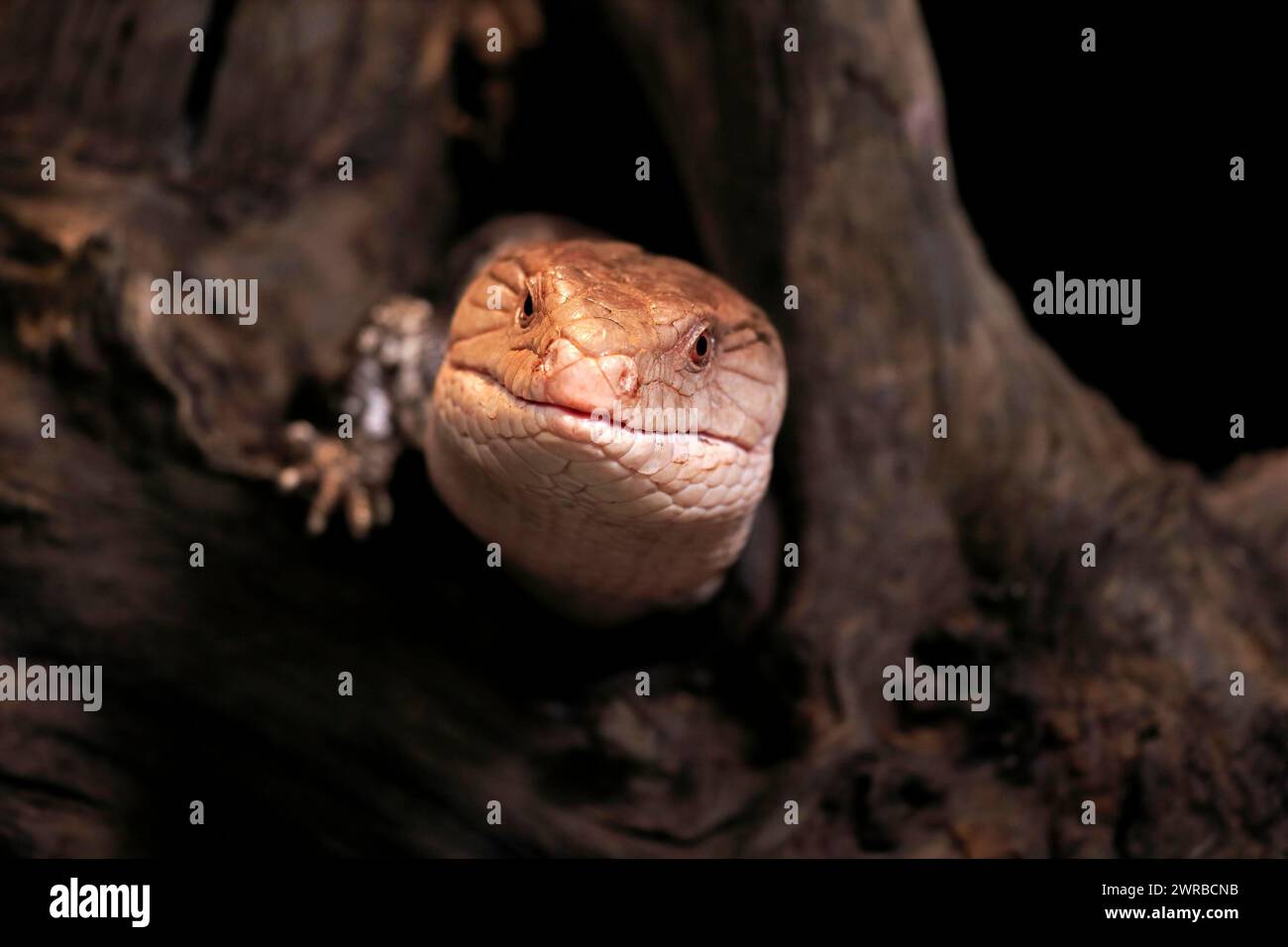 Indonesian blue-tongued skink (Tiliqua gigas), adult, captive, Indonesia Stock Photo - Alamy