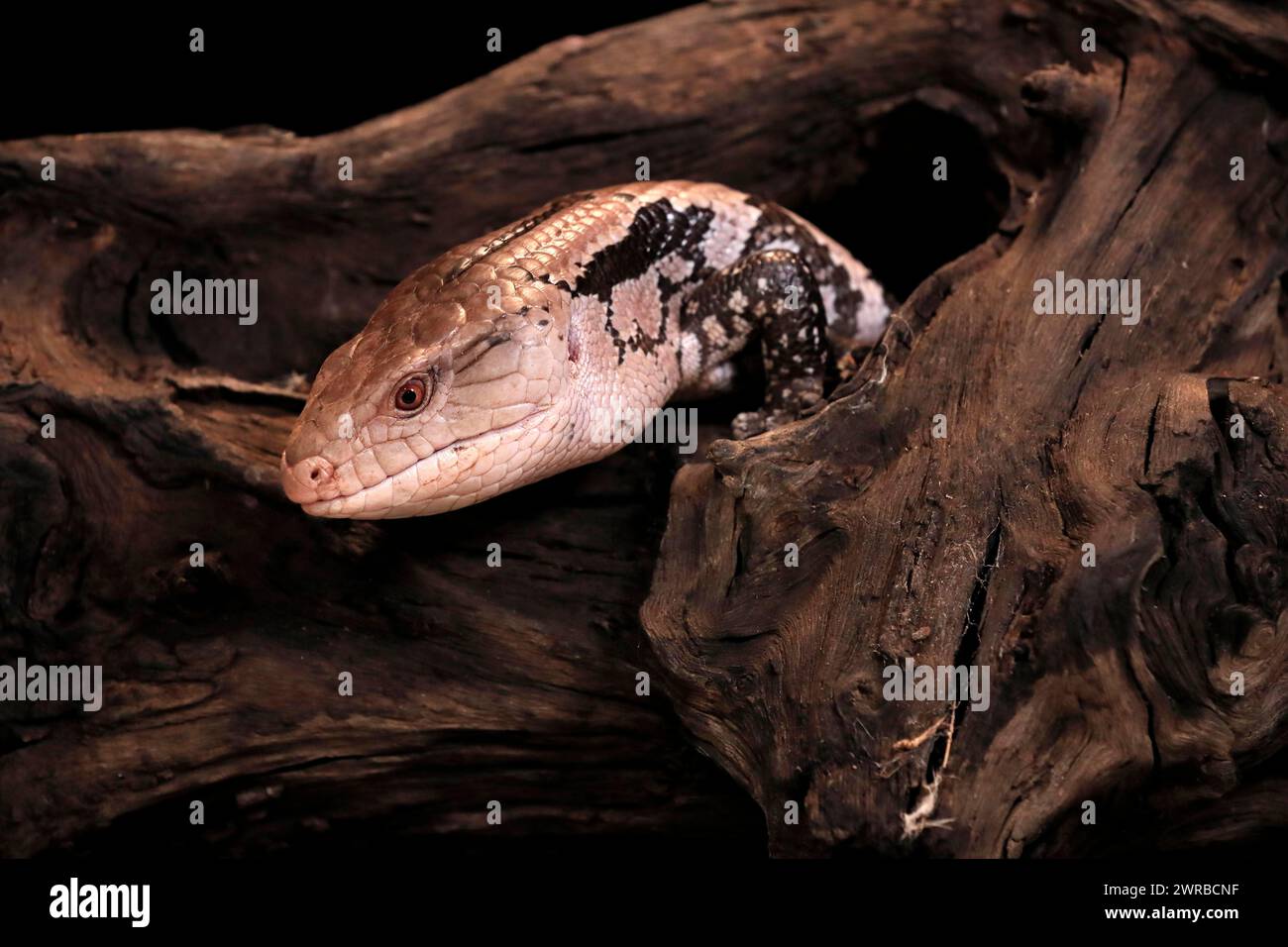 Indonesian blue-tongued skink (Tiliqua gigas), adult, captive, Indonesia Stock Photo - Alamy