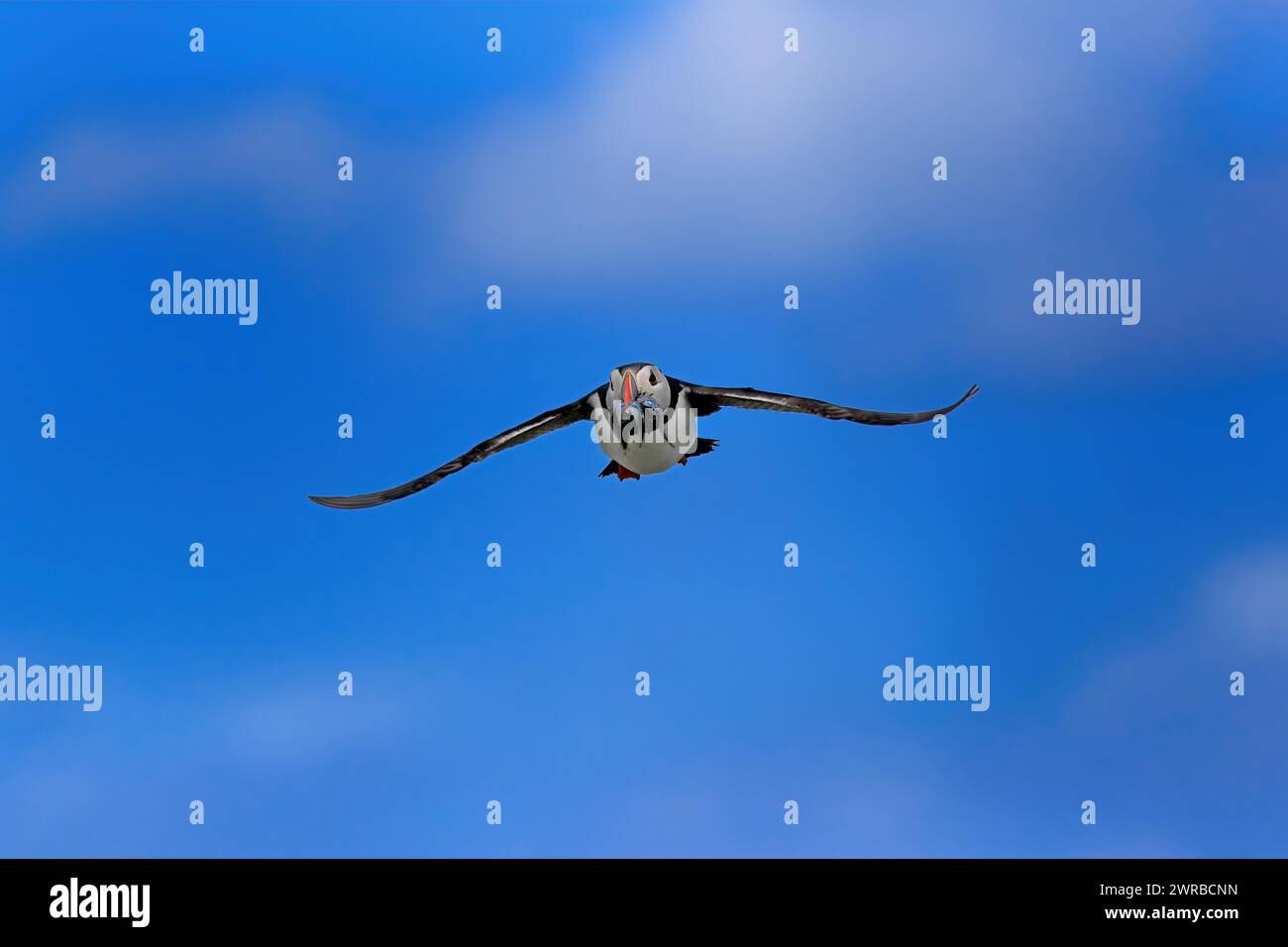 Puffin (Fratercula arctica), adult, flying, with sand eels, with food ...