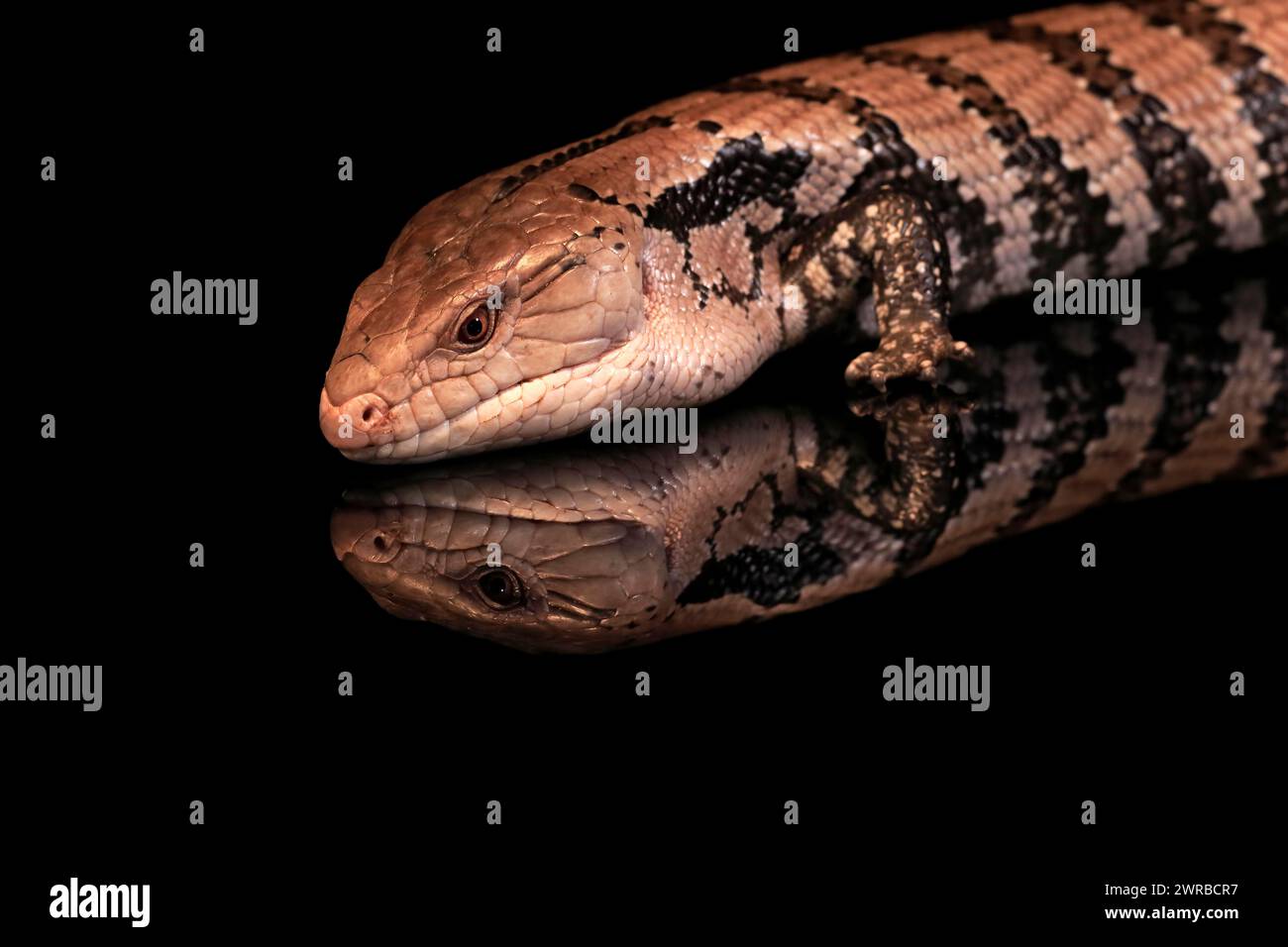 Indonesian blue-tongued skink (Tiliqua gigas), adult, captive, Indonesia Stock Photo - Alamy