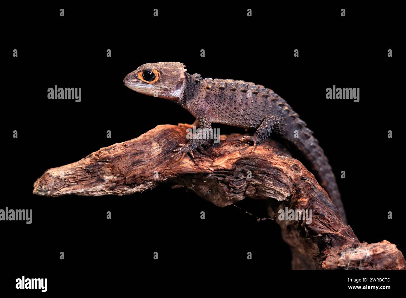 Red-eyed crocodile skink (Tribolonotus gracilis), adult, on tree ...