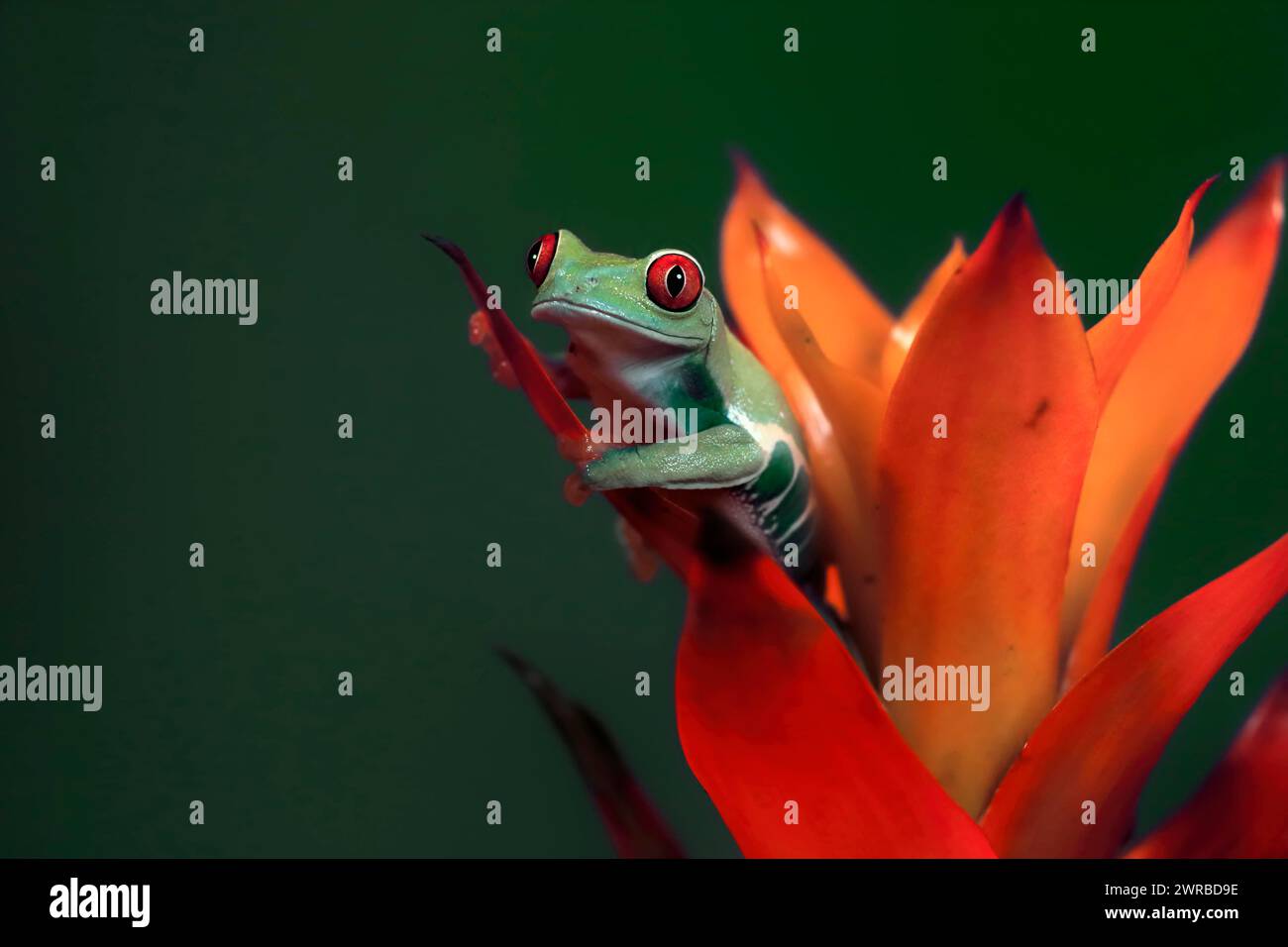Red-eyed tree frog (Agalychnis callidryas), adult, on bromeliad ...