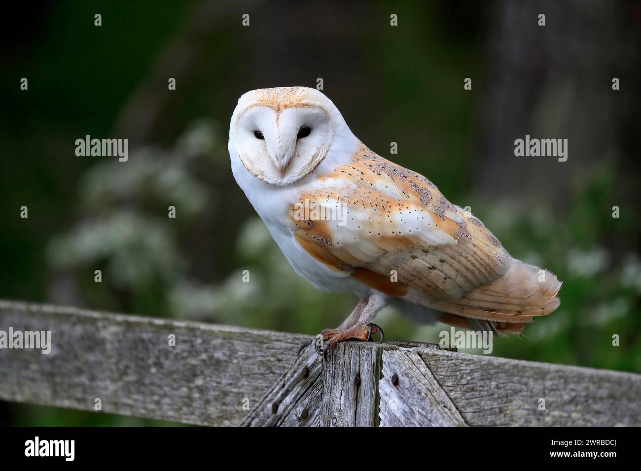 Barn owl, (Tyto alba), adult, on fence, Lowick, Northumberland, England ...