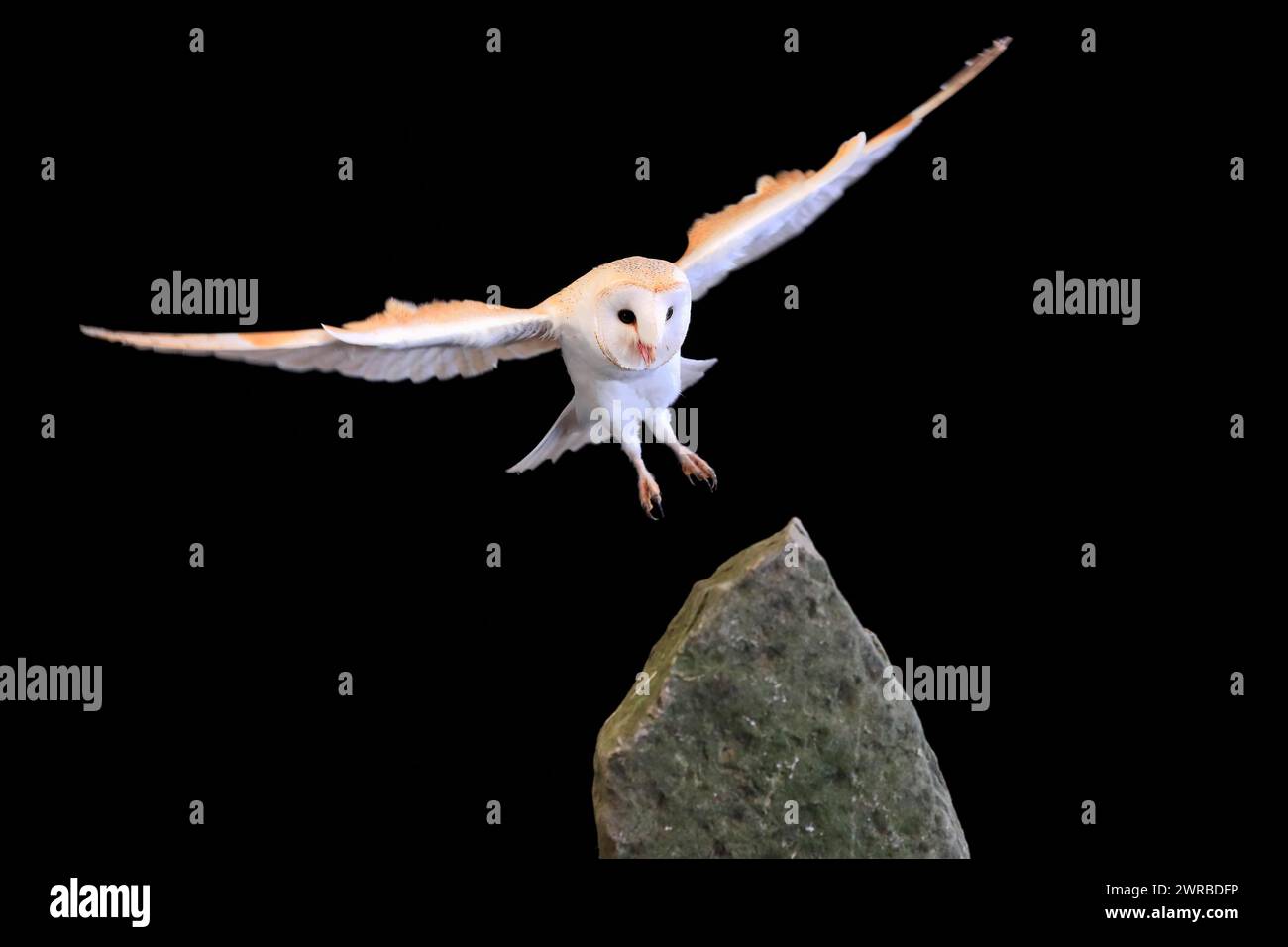 Barn Owl, (Tyto alba), adult, flying, at night, Lowick, Northumberland ...