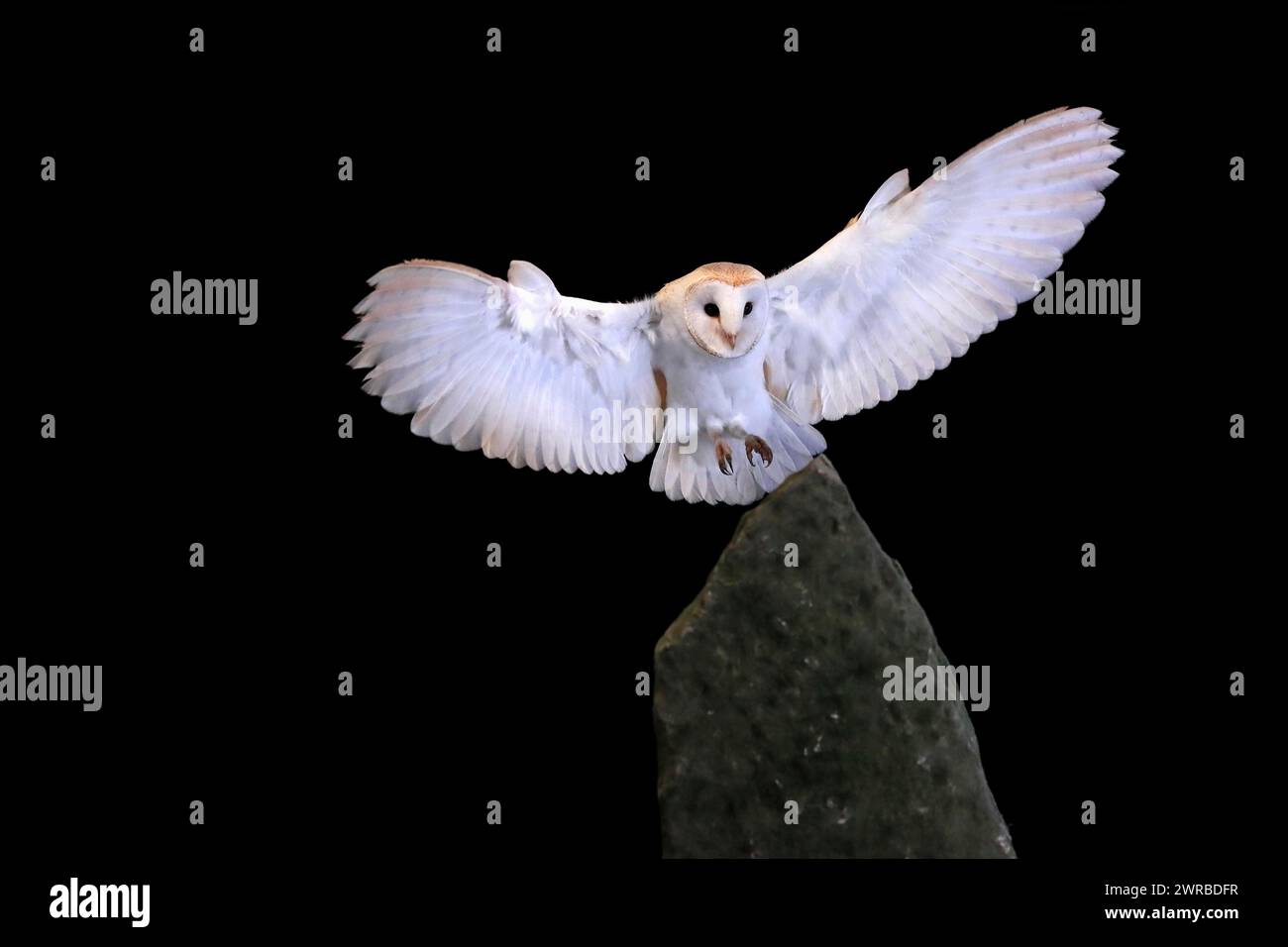 Barn owl, (Tyto alba), adult, flying, landing, on rocks, at night ...