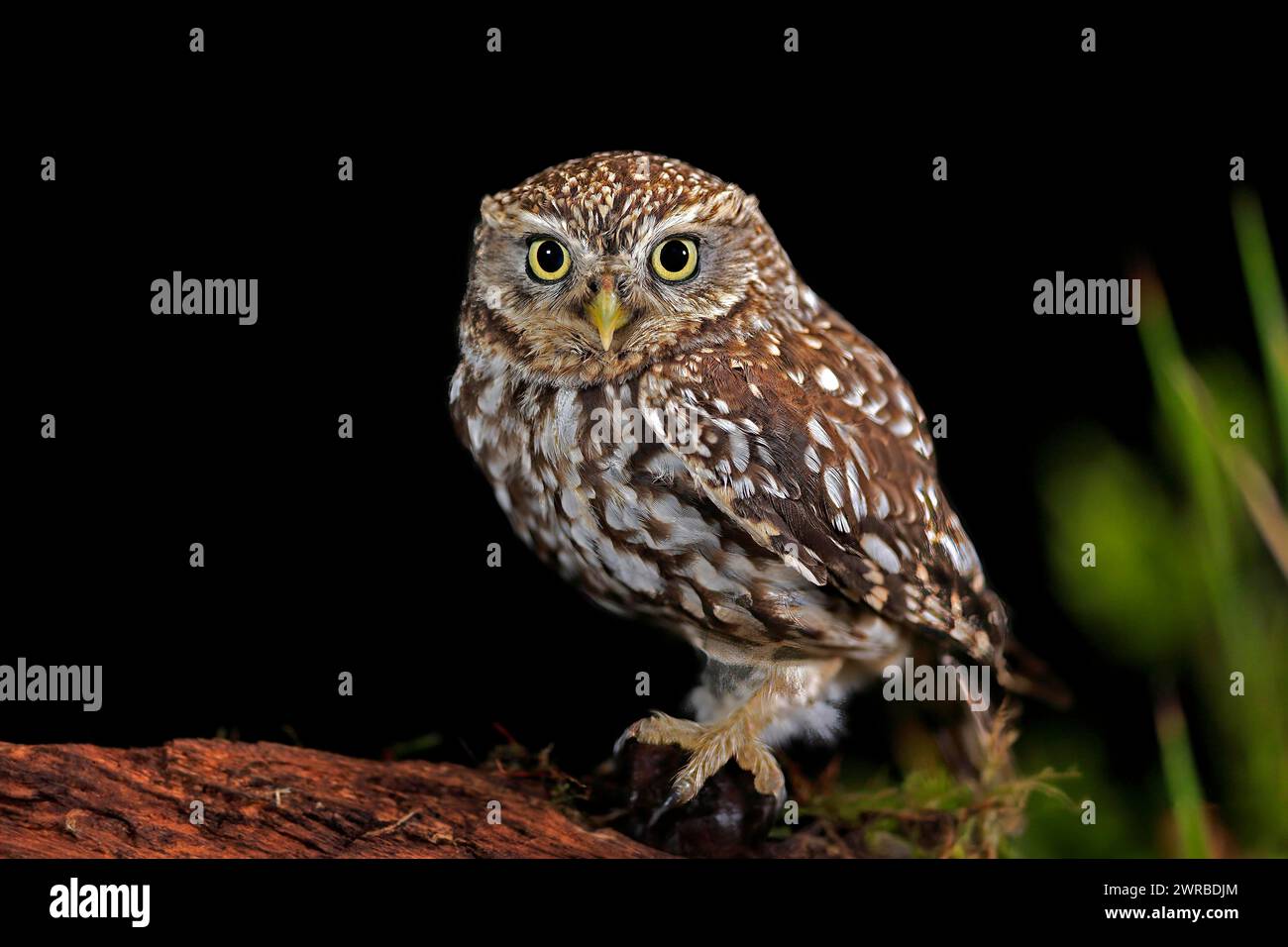Little owl (Athene noctua), (Tyto alba), adult, on tree trunk, at night ...