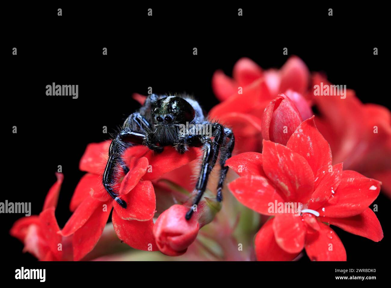 Tan jumping spider (Platycryptus undatus), adult, on leaf, North ...