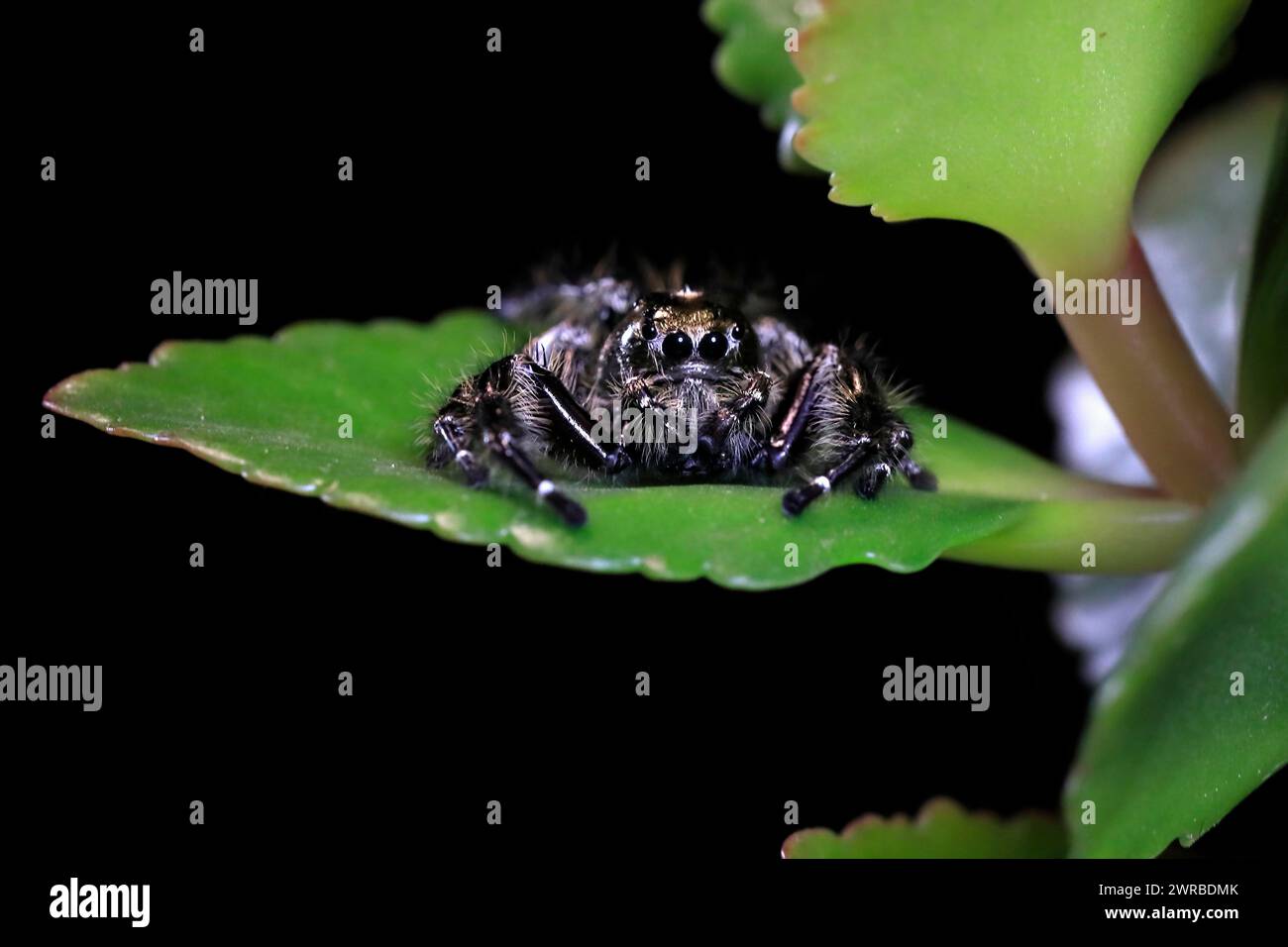 Tan jumping spider (Platycryptus undatus), adult, on leaf, North ...