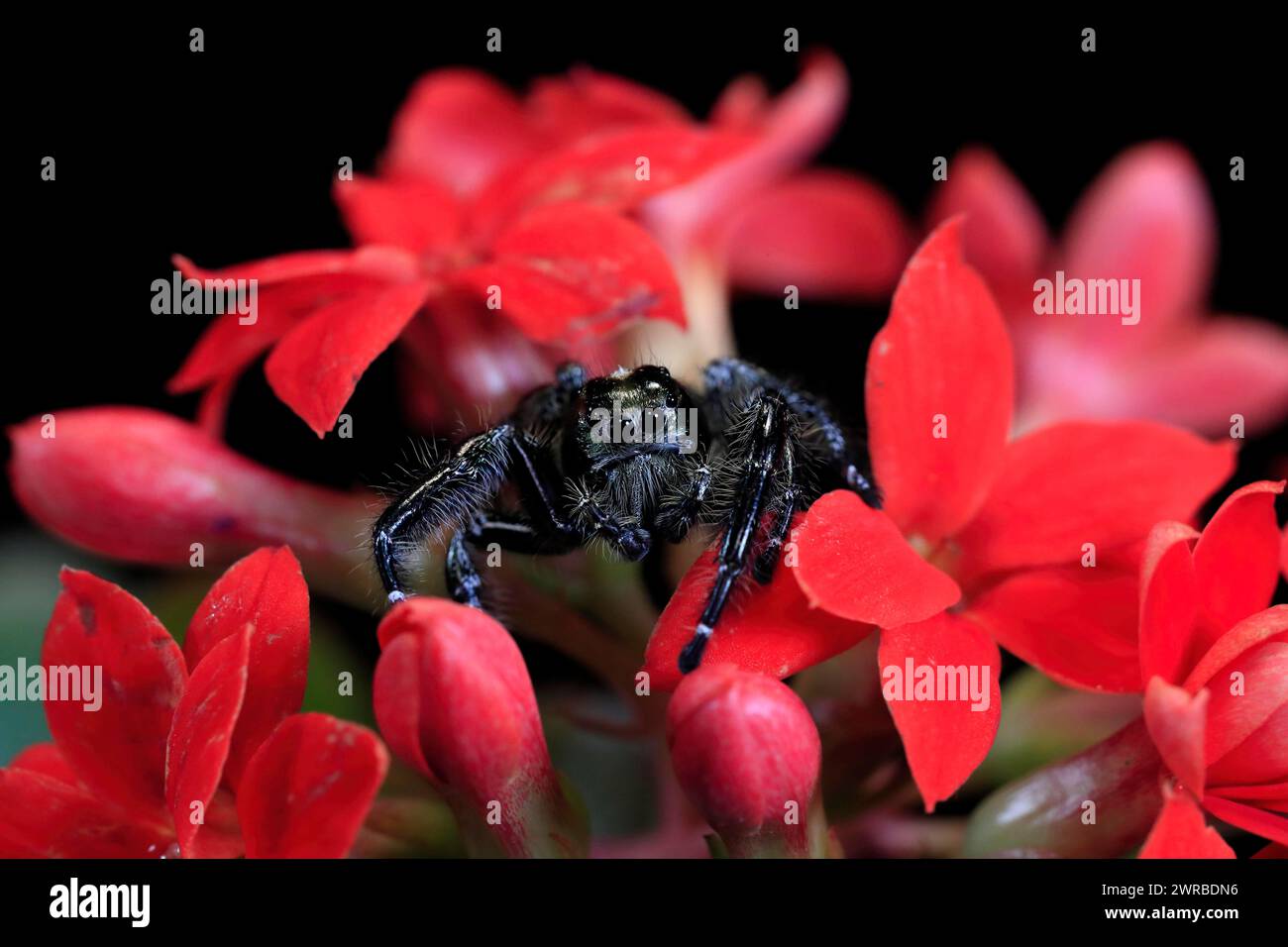 Tan jumping spider (Platycryptus undatus), adult, on leaf, North ...