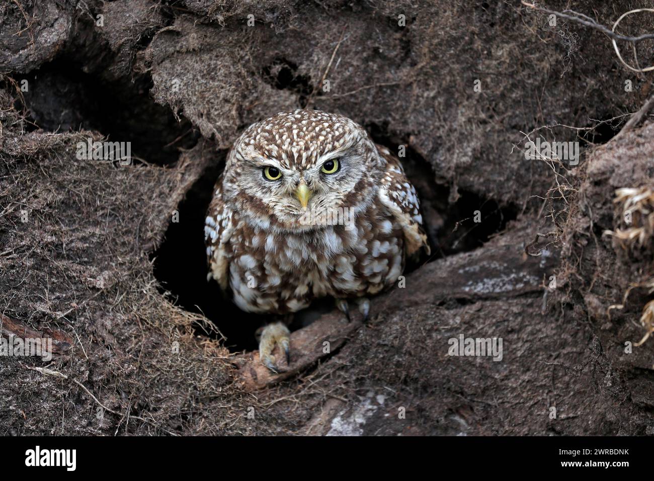 Little owl (Athene noctua), (Tyto alba), adult, at breeding den ...
