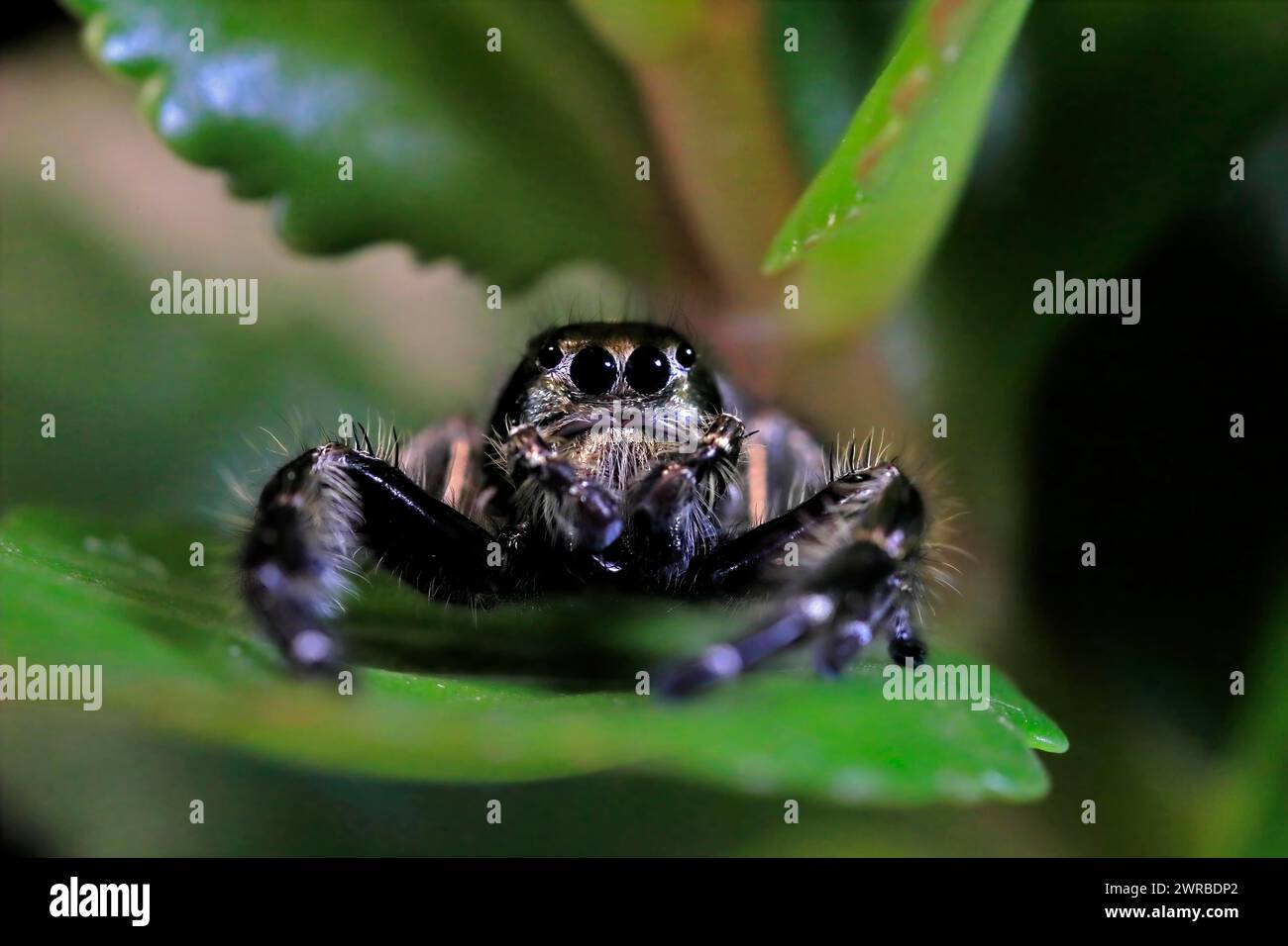 Tan jumping spider (Platycryptus undatus), adult, on leaf, North ...