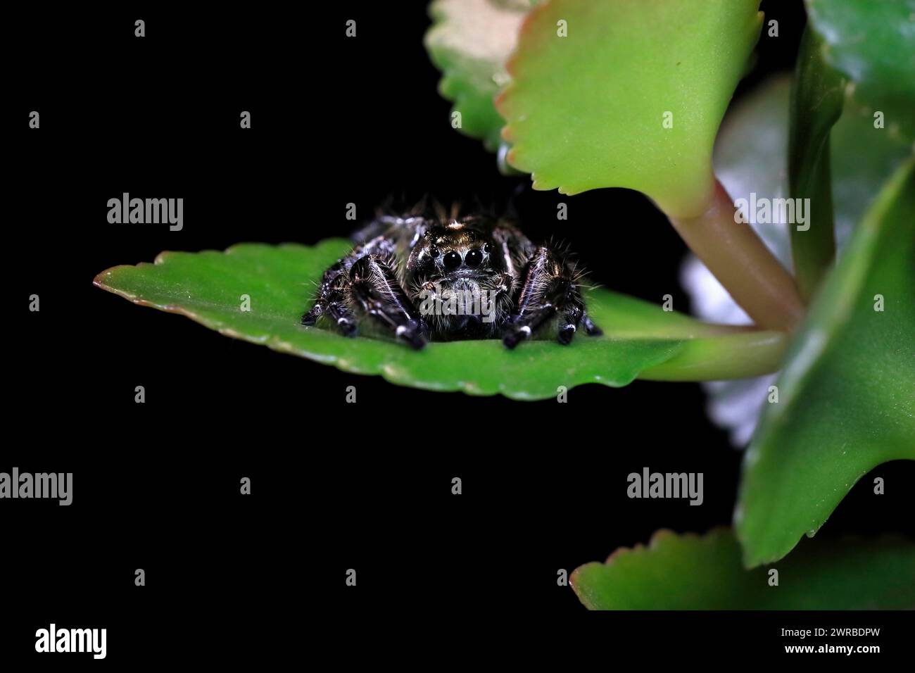 Tan jumping spider (Platycryptus undatus), adult, on leaf, North ...