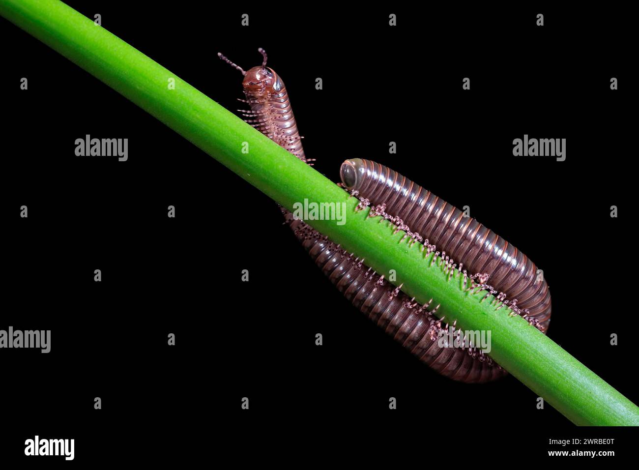 Millipedes (Diplopoda), adult, on plant stems, at night, Great Britain ...