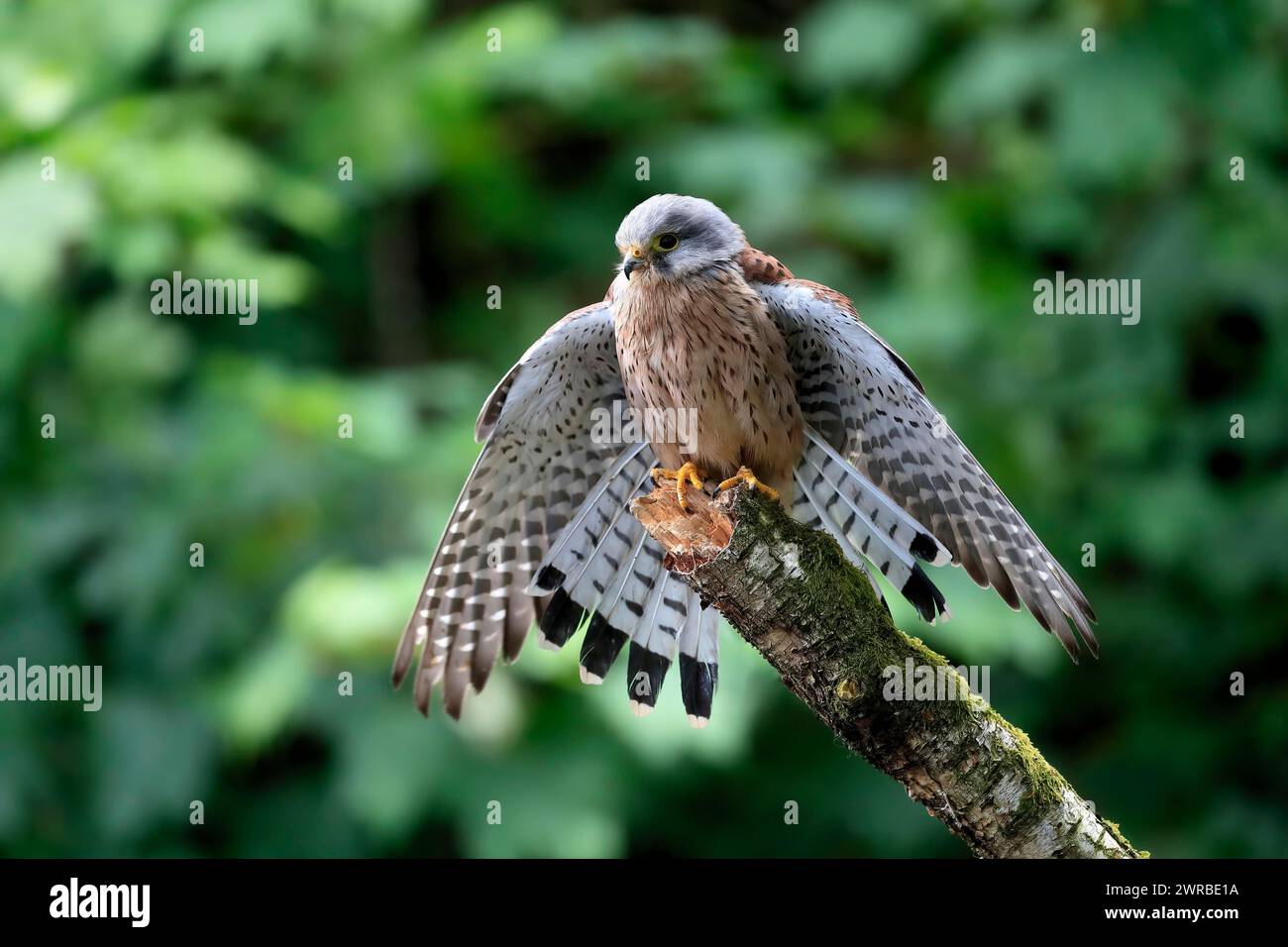 Common kestrel (Falco tinnunculus), adult, male, perch, spreading wings ...