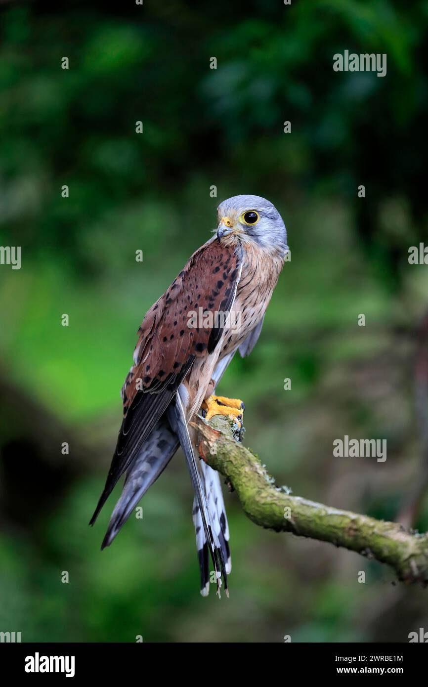 Common kestrel (Falco tinnunculus), adult, male, perch, spreading wings ...