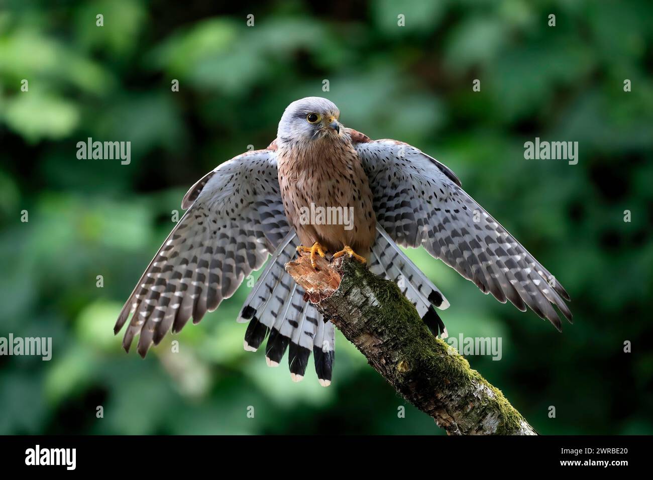 Common kestrel (Falco tinnunculus), adult, male, perch, spreading wings ...