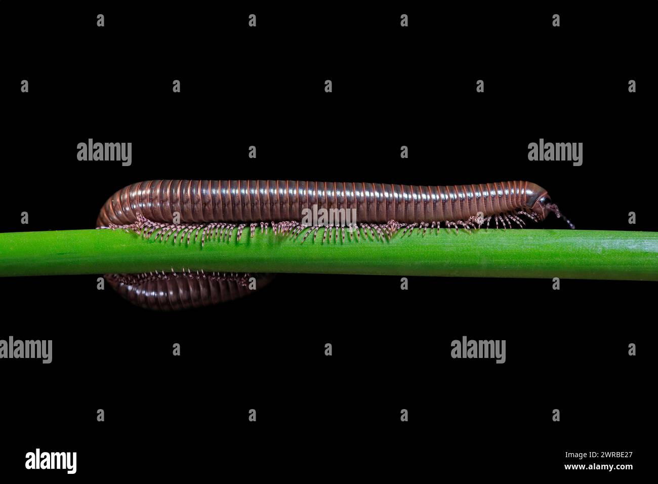 Millipedes (Diplopoda), adult, on plant stems, at night, Great Britain ...