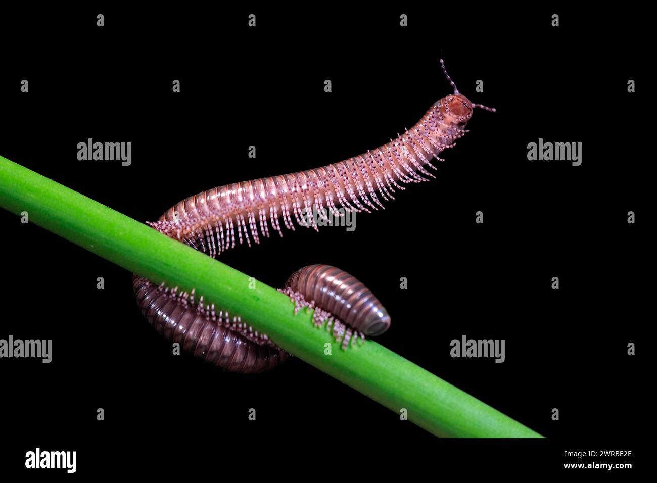 Millipedes (Diplopoda), adult, on plant stems, at night, Great Britain ...