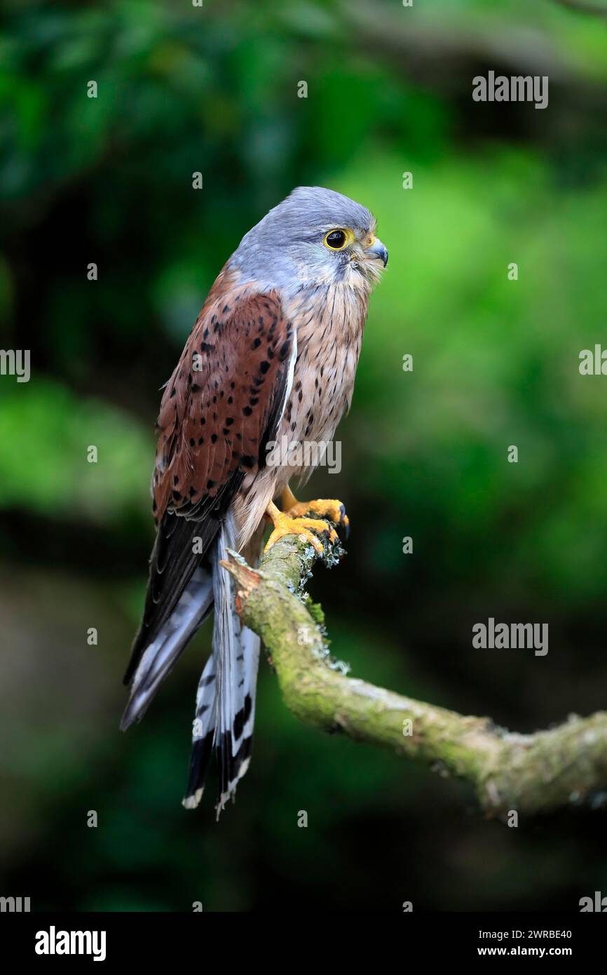 Common kestrel (Falco tinnunculus), adult, male, perch, spreading wings ...