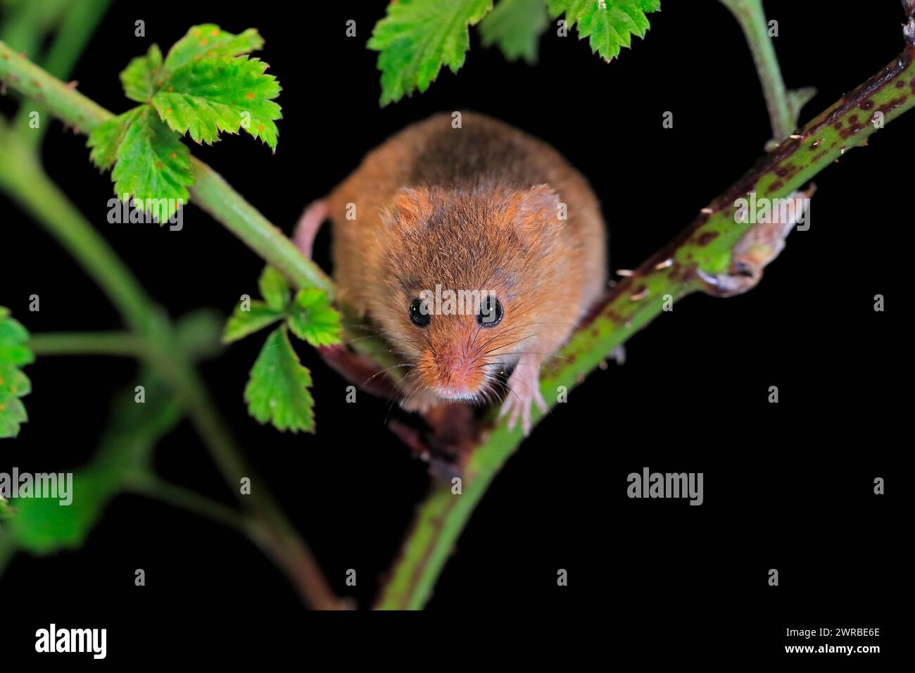 Eurasian harvest mouse (Micromys minutus), adult, on plant stalk ...