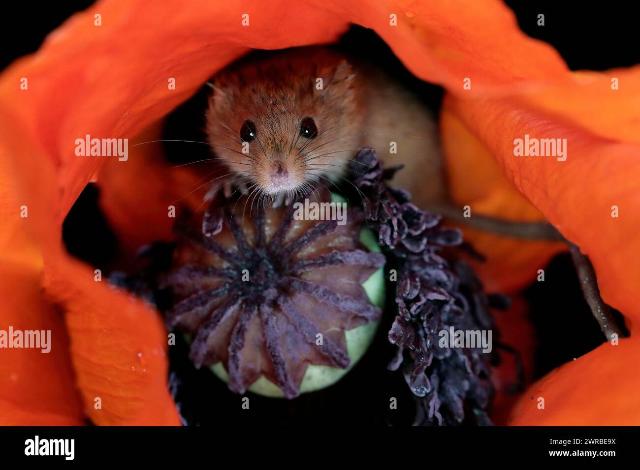 Common harvest mouse, (Micromys minutus), adult, on corn poppy, flower ...