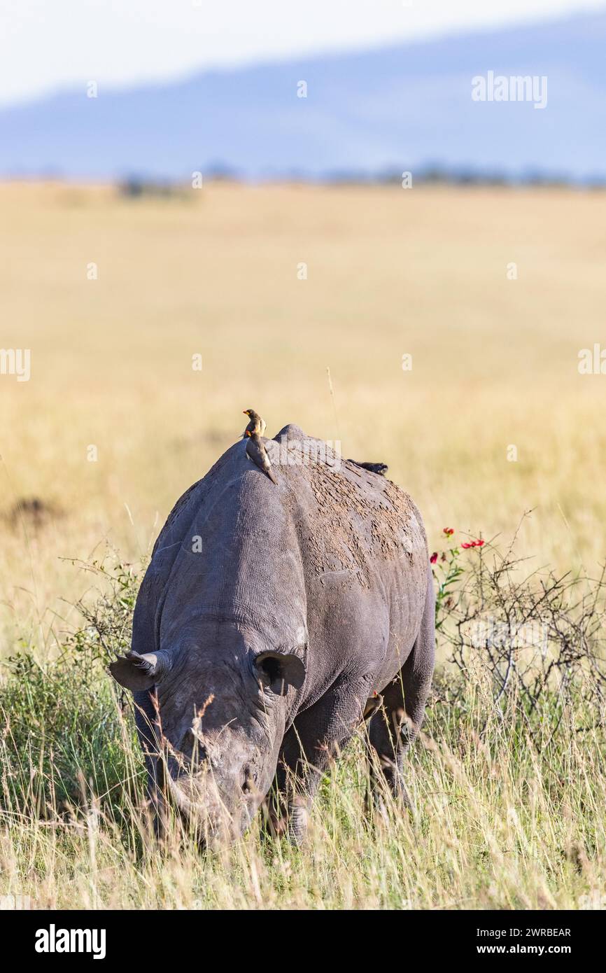 Black rhinoceros (Diceros bicornis) with Yellow-billed oxpecker ...