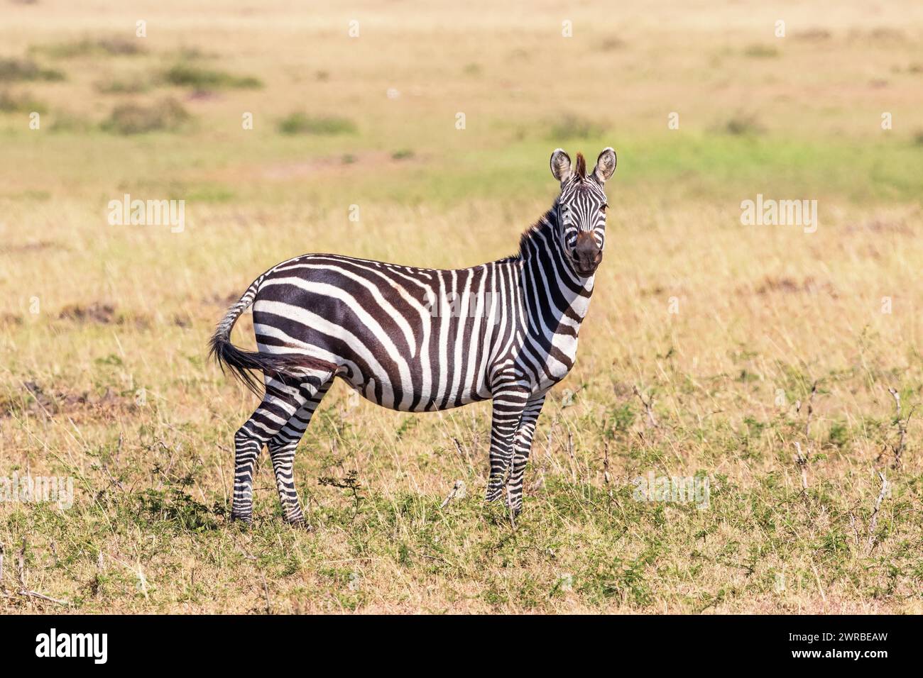 Plains zebra (Equus quagga) on a grass savanna in east africa, Maasai Mara National Reserve ...