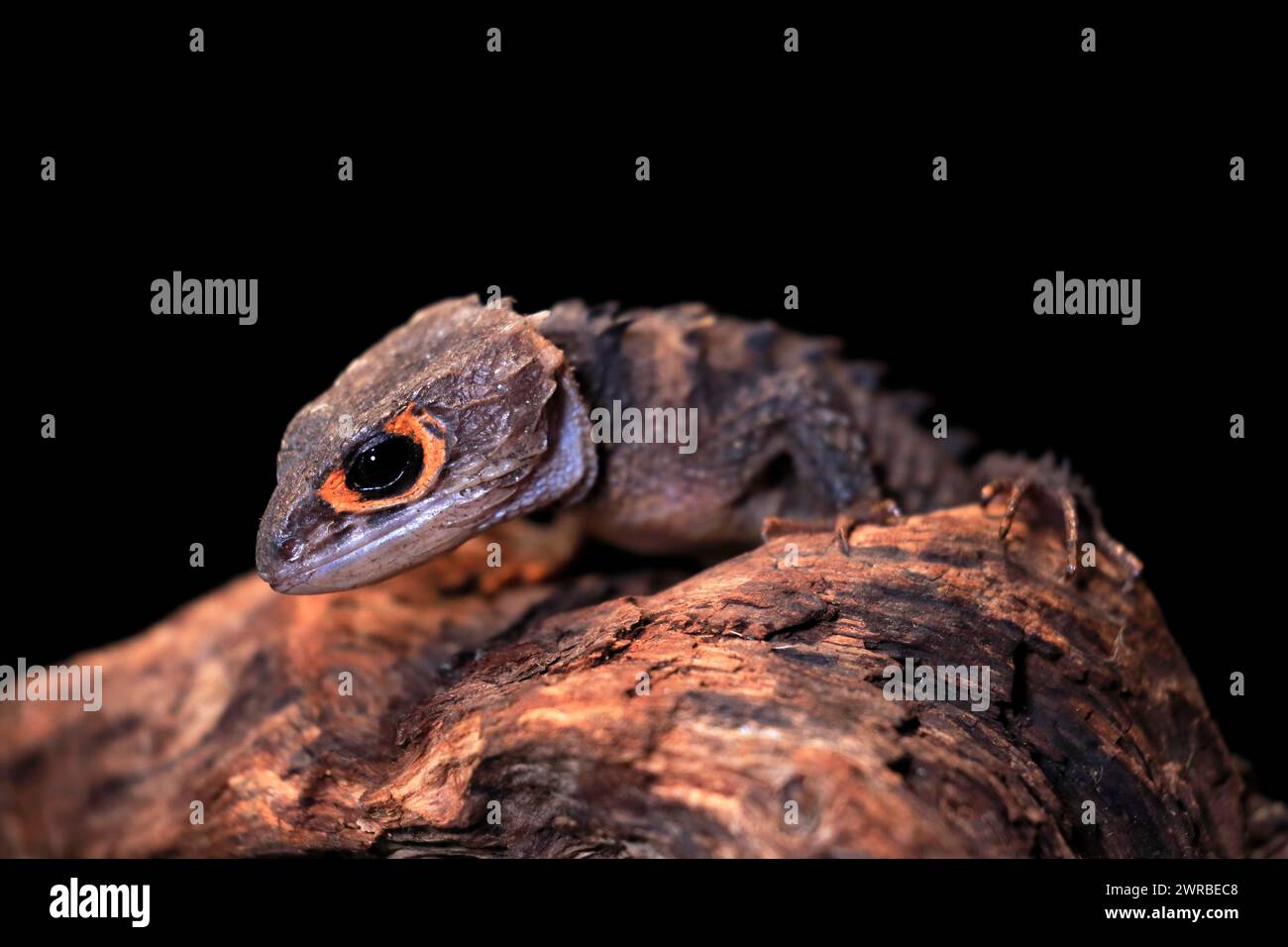 Red-eyed crocodile skink (Tribolonotus gracilis), adult, portrait, on ...