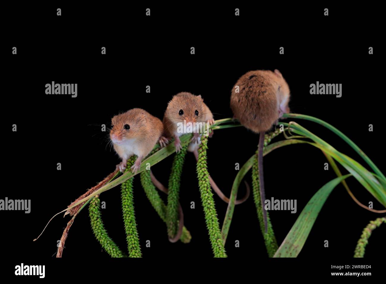 Eurasian harvest mouse (Micromys minutus), adult, three, group, on ...