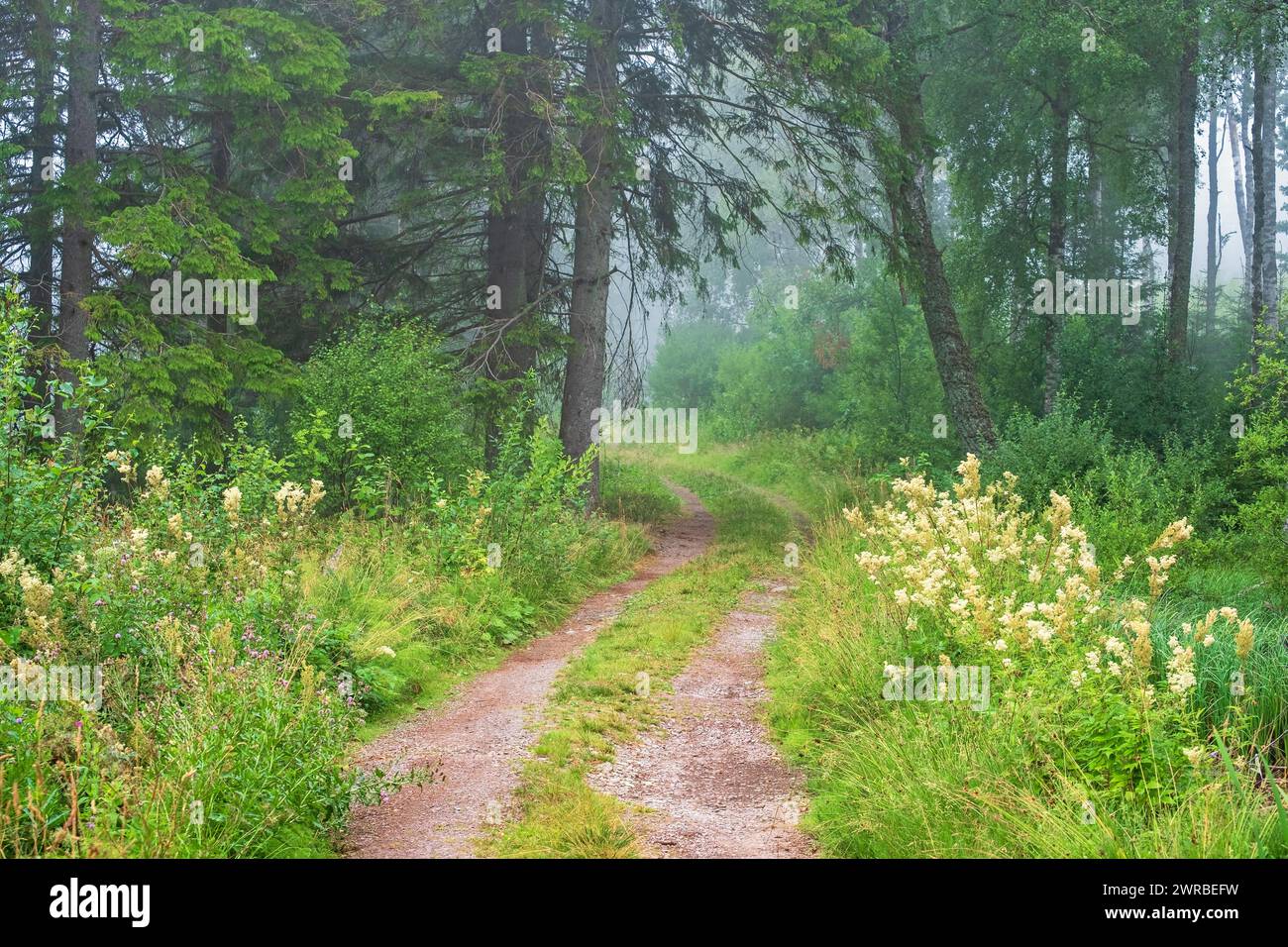 Hiking trail in a beautiful lush green forest with fog in the summer ...