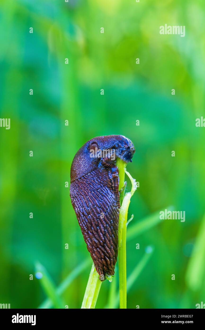 Snail climbed up a blade of grass and eats from the stalk in a green ...