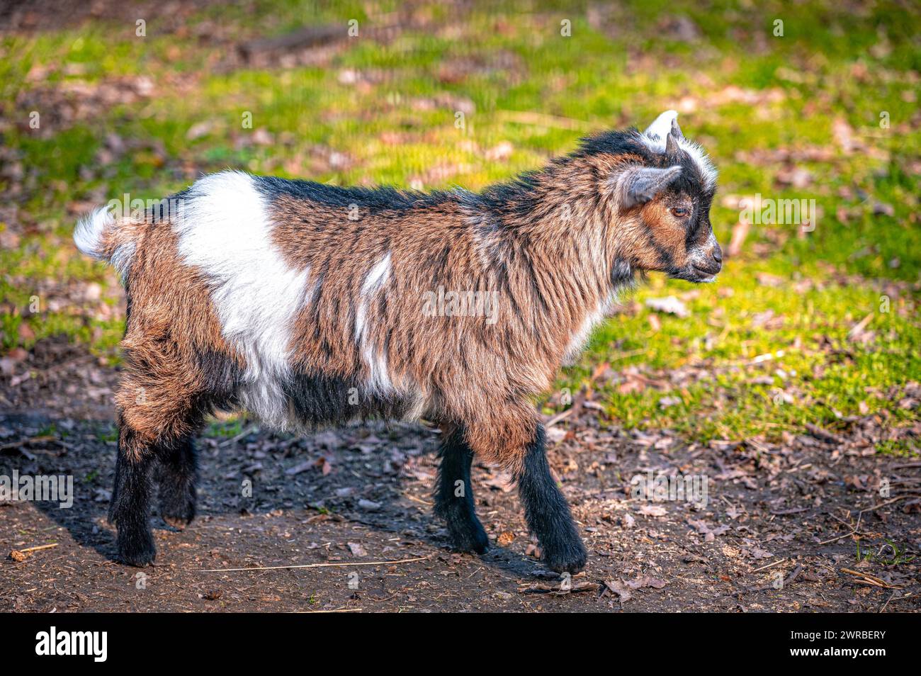 Small goat (Capra) with different coat colours in its enclosure, Leuna ...