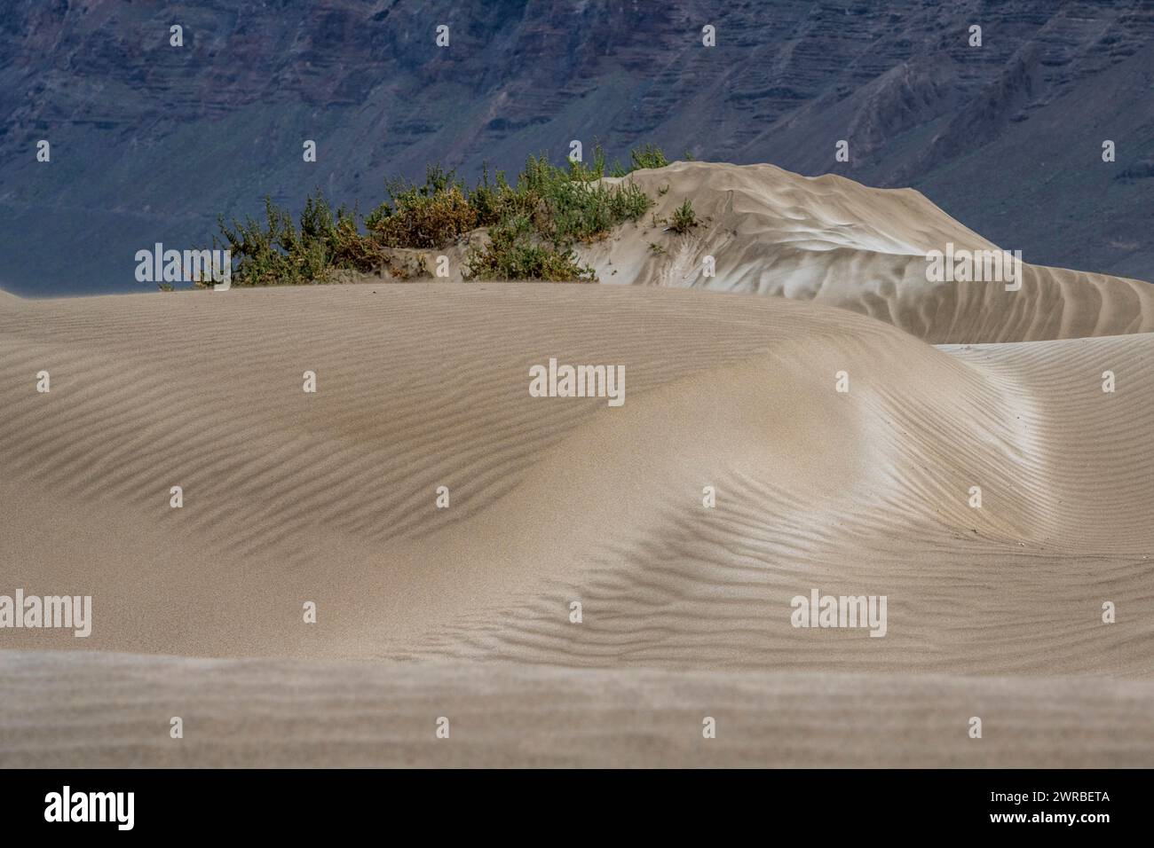Dune landscape, dunes, Playa de Famara, Lanzarote, Canary Islands ...