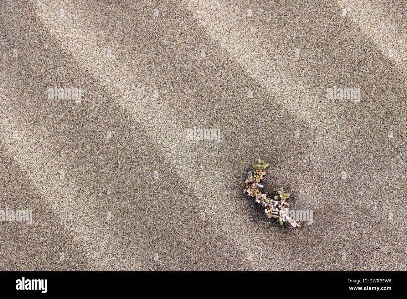 Details and structures, Dune landscape, Dunes, Playa de Famara ...