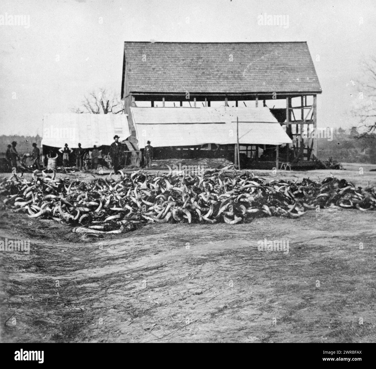 Bull heads hi-res stock photography and images - Alamy