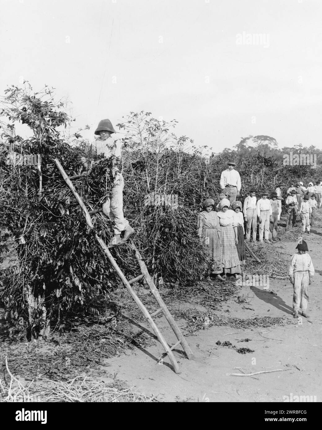 Women in coffee plantations hi-res stock photography and images - Alamy
