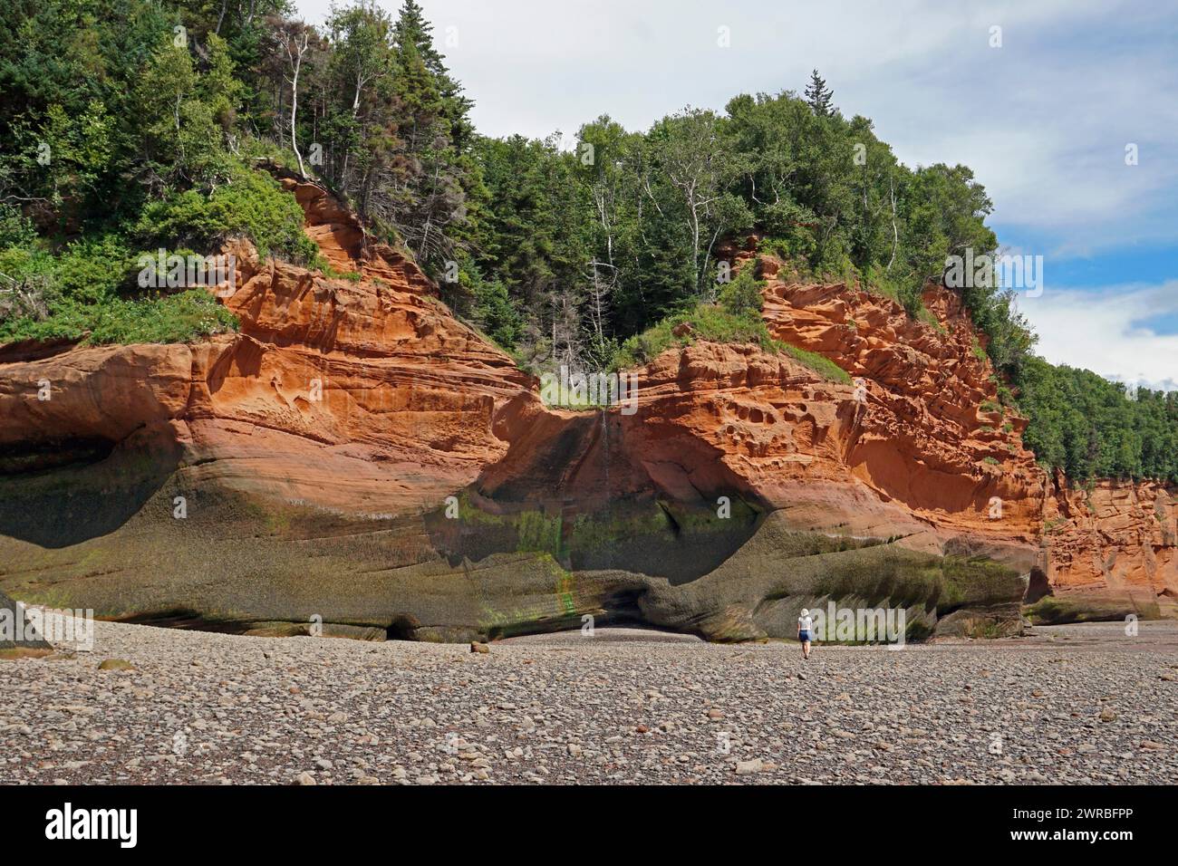 Wooded cliffs, red sandstone, Five Islands Provincial Park, Fundy Bay ...