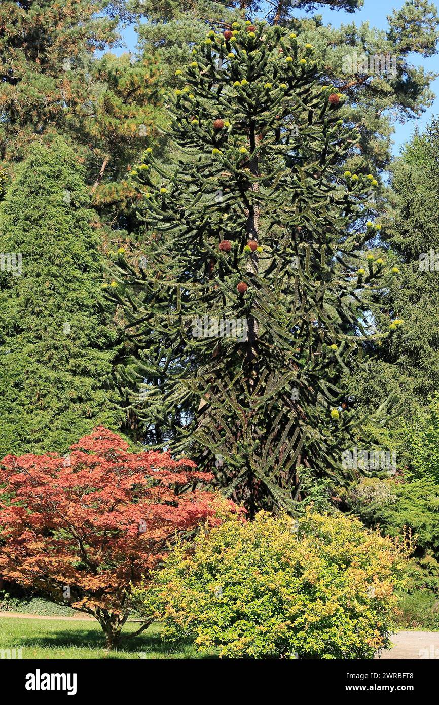 Monkey tail tree (Araucaria) North Rhine-Westphalia, Germany Stock ...