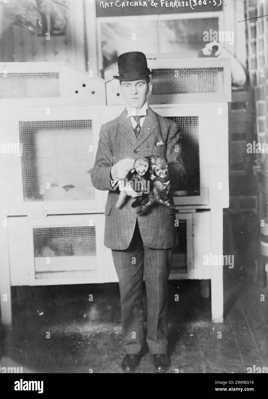 Three ferrets hi-res stock photography and images - Alamy