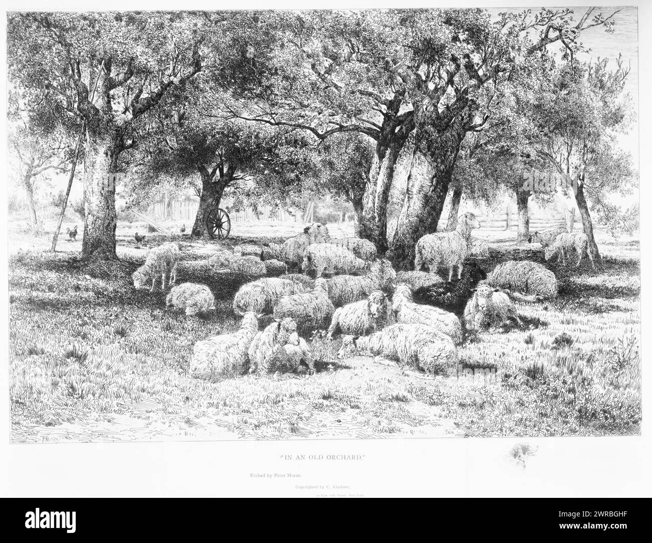 Orchard sheep Black and White Stock Photos & Images - Alamy