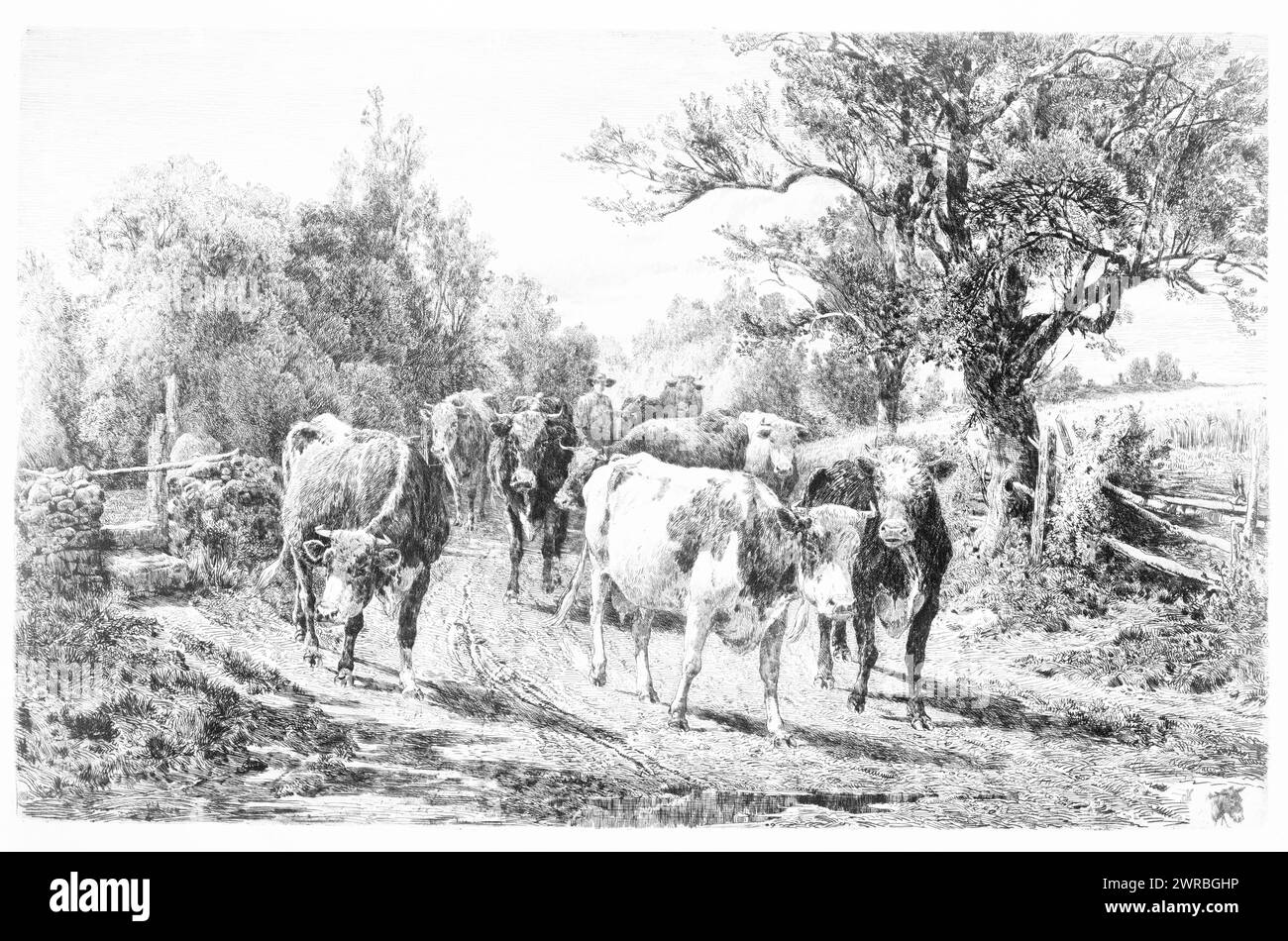 Driving home the cows, Print shows a man driving cows down a country ...