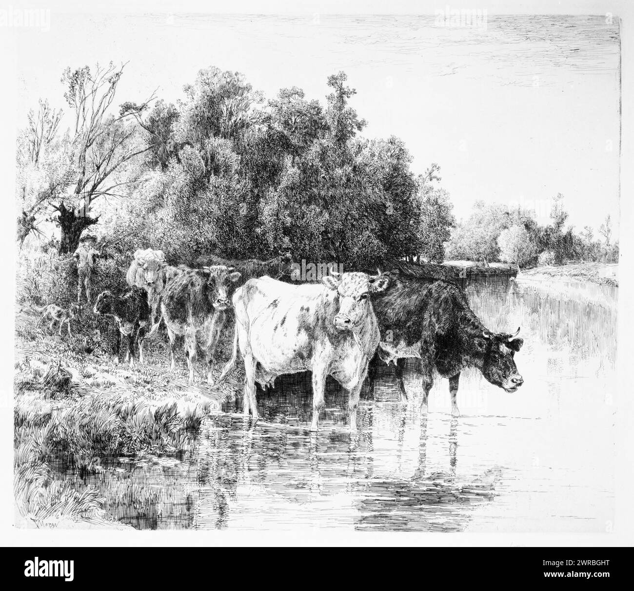 Cattle across Black and White Stock Photos & Images - Alamy