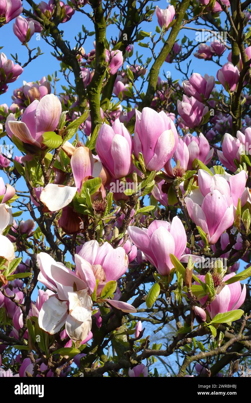 Pink pink pink pink flowers of chinese magnolia (Magnolia x soulangeana ...