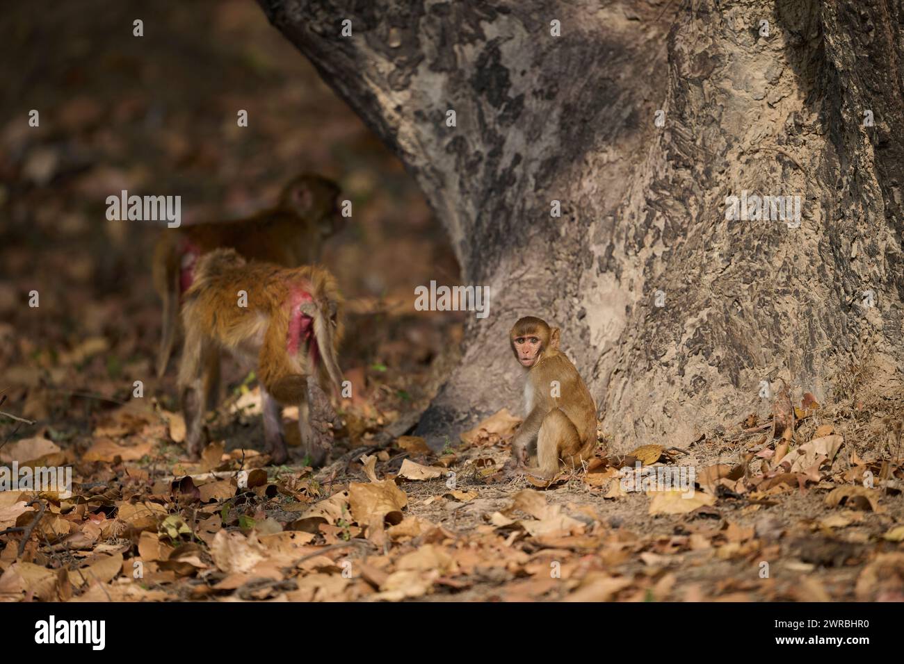 Rhesus macaques in Bandhavgarh, India Stock Photo - Alamy