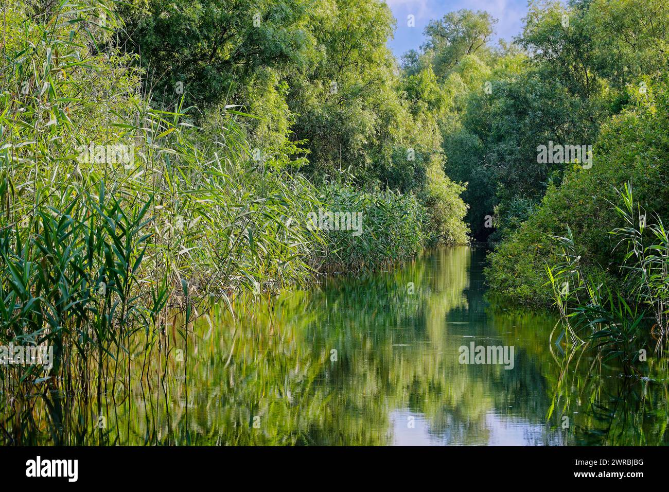 Waterway at Lacul Isac in the UNESCO Danube Delta Biosphere Reserve ...