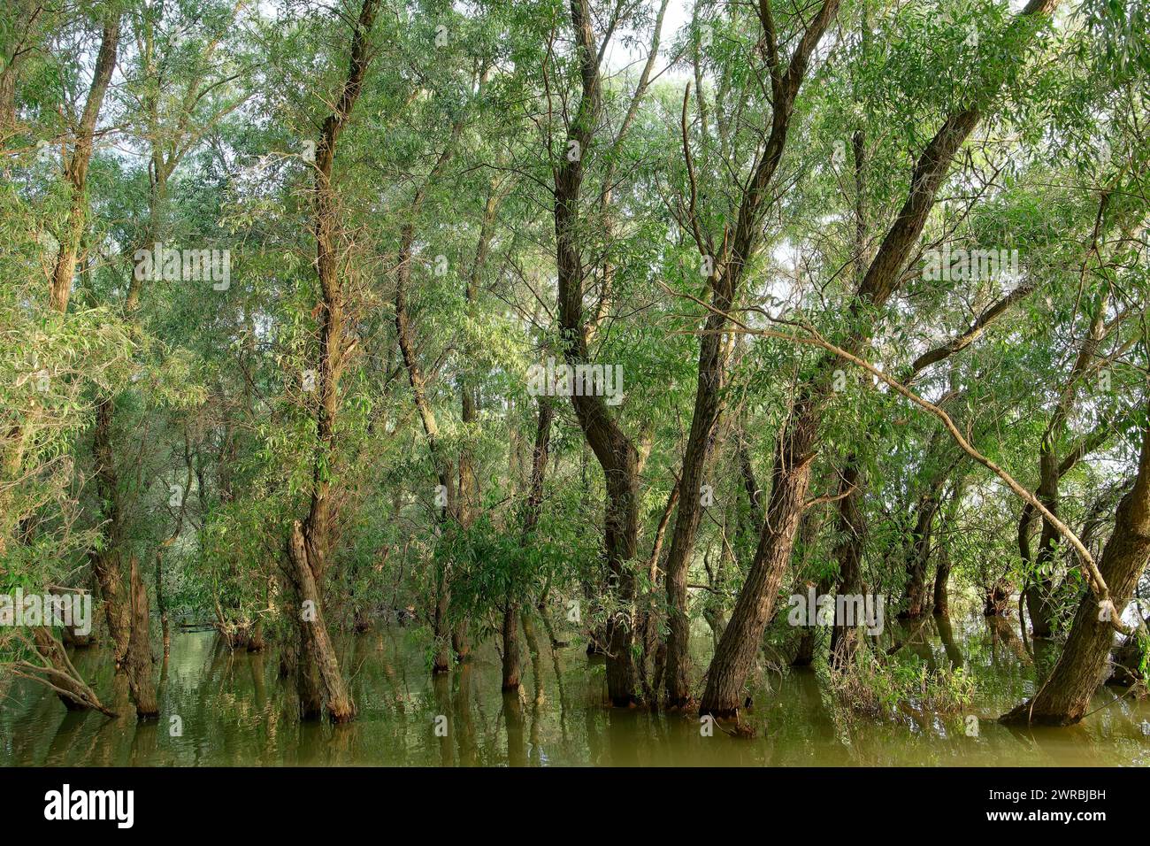 Willows grow in the water at a water arm in the UNESCO Danube Delta ...