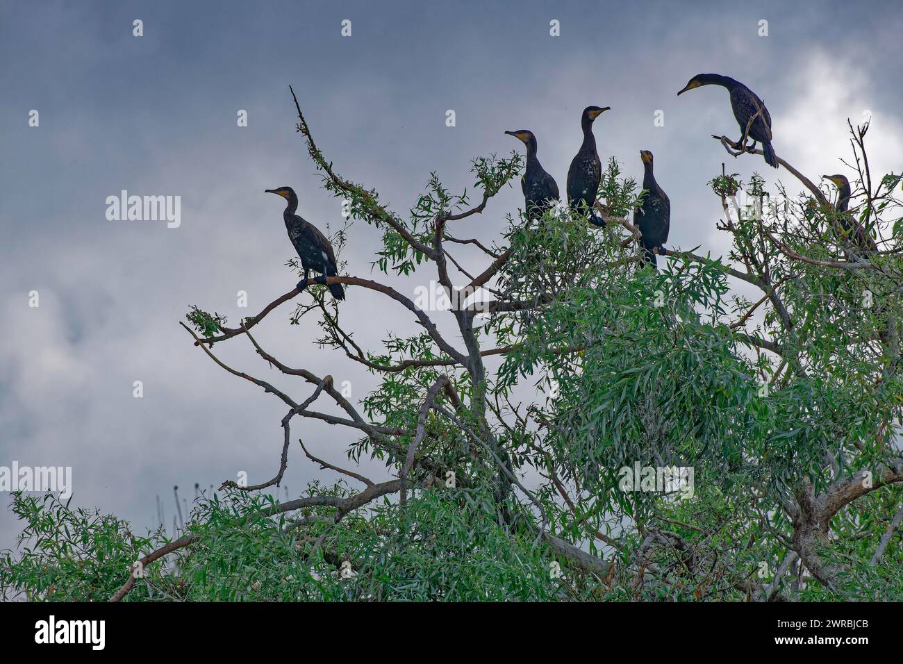 Cormorant colony on a bush in Lacul Isaccel in the UNESCO Danube Delta ...
