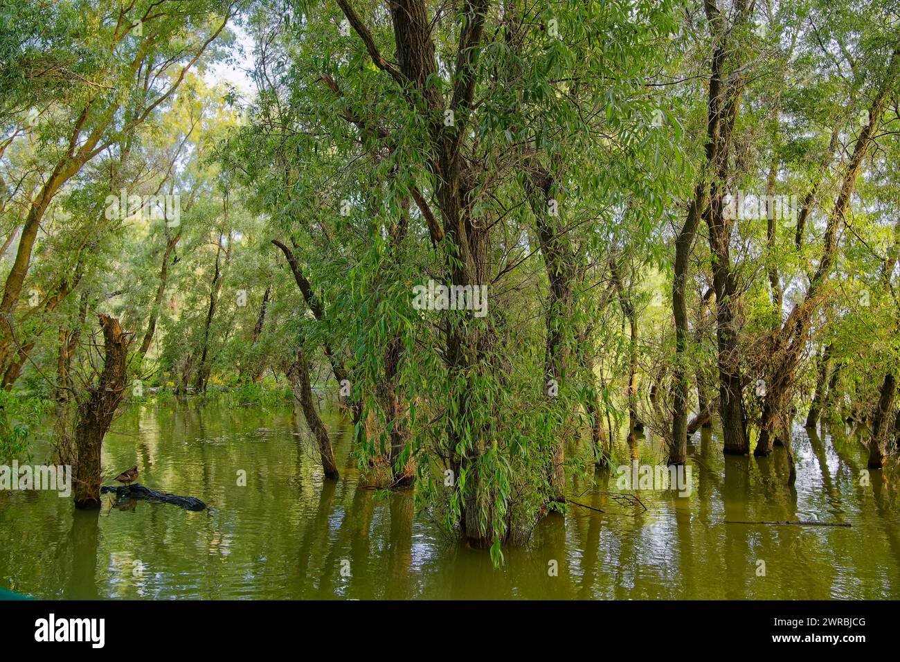 Willows grow in the water at a water arm in the UNESCO Danube Delta ...